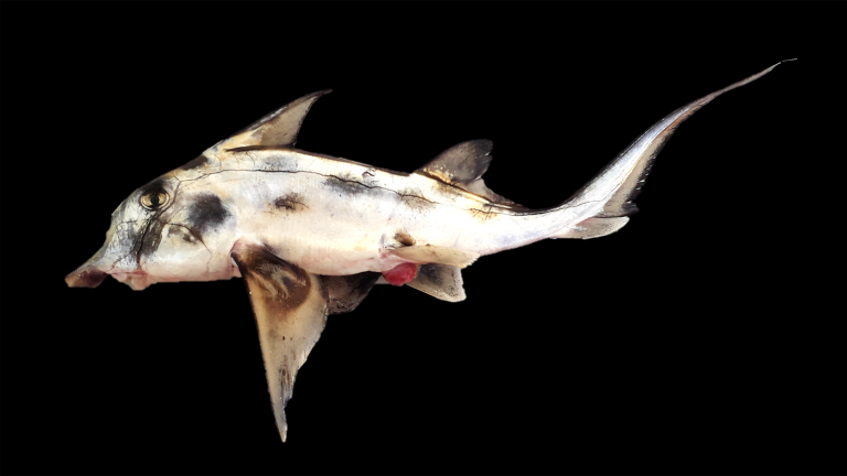 Callorhinchus callorynchus – Chondrolab